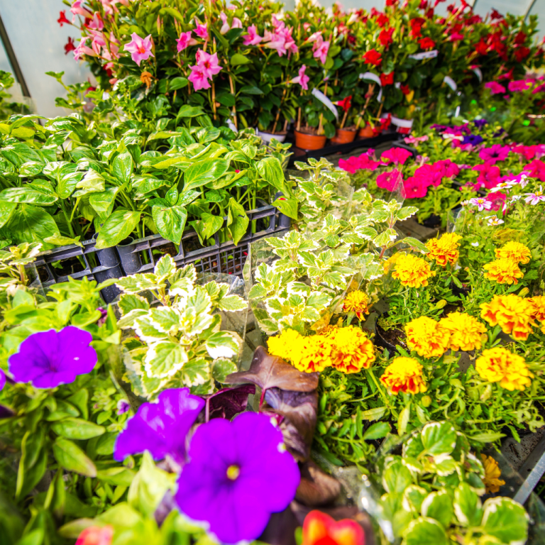 Seasonal Flower Planting Guide for Year-Round Color in the UAE - Clean ...
