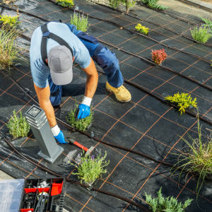 Summer Drip Irrigation Systems for UAE Gardens: Efficient Watering ...