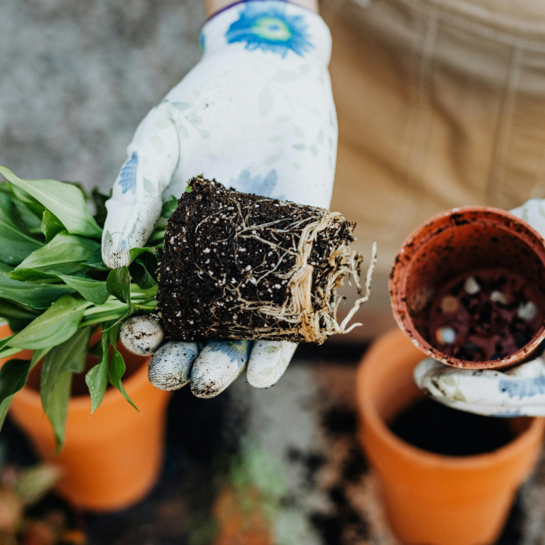 Indoor Plants for Winter: Best Choices and Professional Care Tips ...